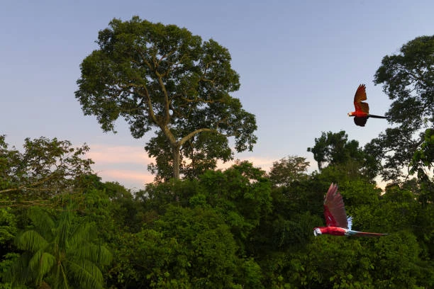 Explore Alta Floresta: Nature and Adventure in Brazil - HECT India