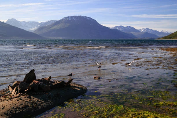 Explore Attu Island, Alaska: A Remote Adventure Awaits - HECT India